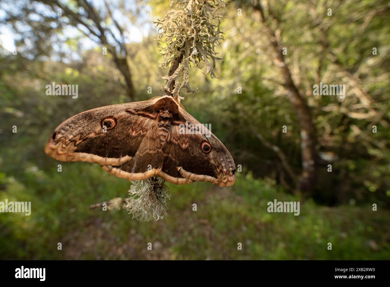 The great peacock moth, Europe's largest butterfly and insect ...