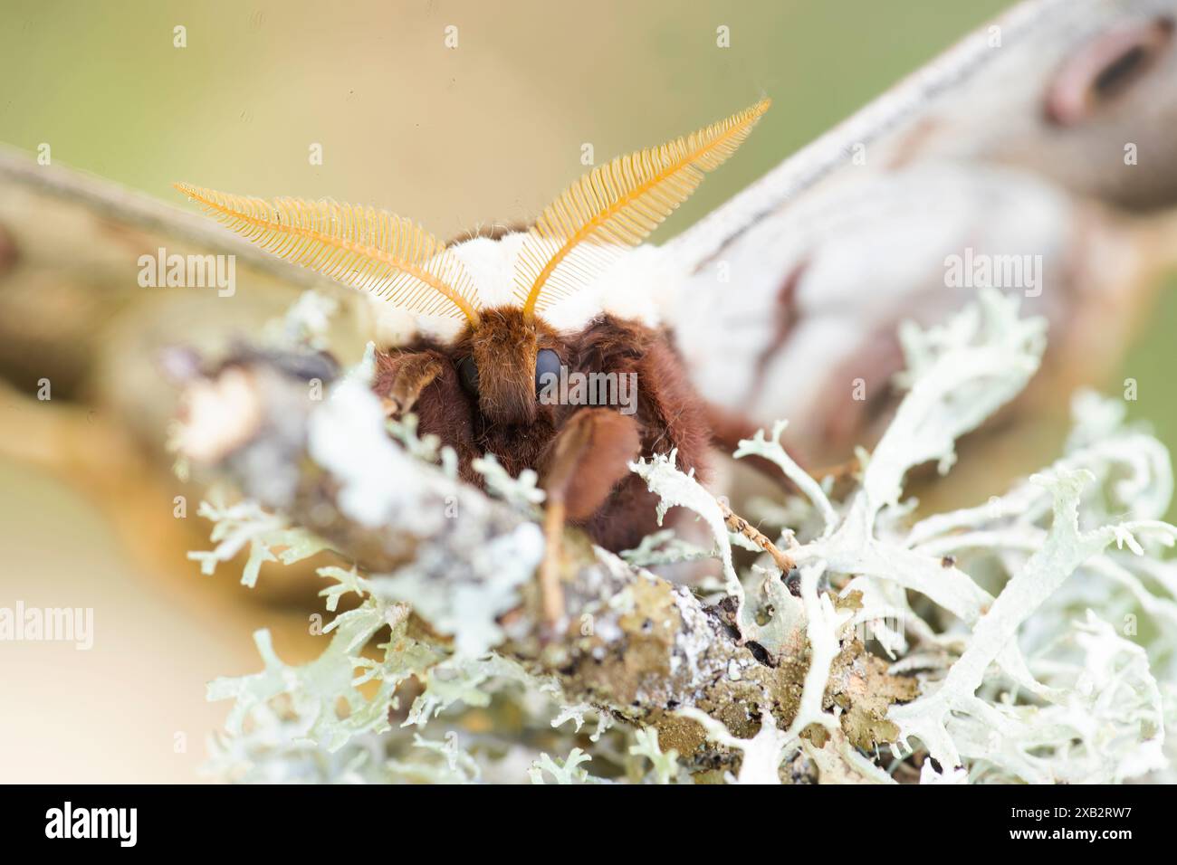 Lepidoptera prominently displayed hi-res stock photography and images ...