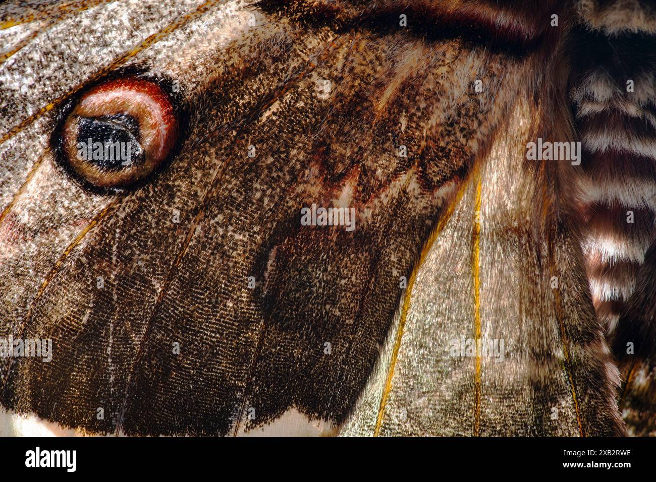 Macro shot capturing the intricate eye-spot pattern on the wing of a ...
