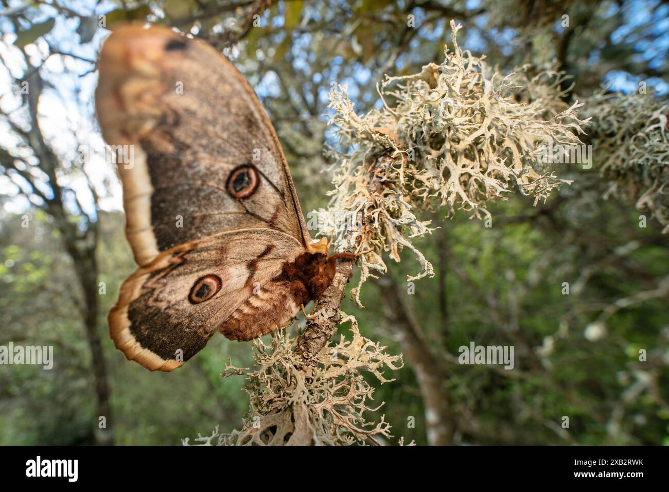 Captured in a natural habitat, the Great Peacock Moth, Europe's largest ...