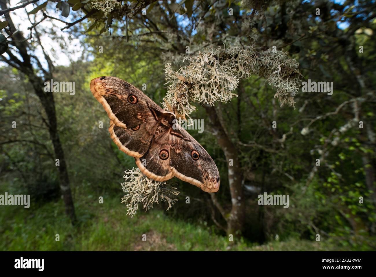 The Great Peacock Moth, Saturnia pyri, Europe's largest butterfly and ...