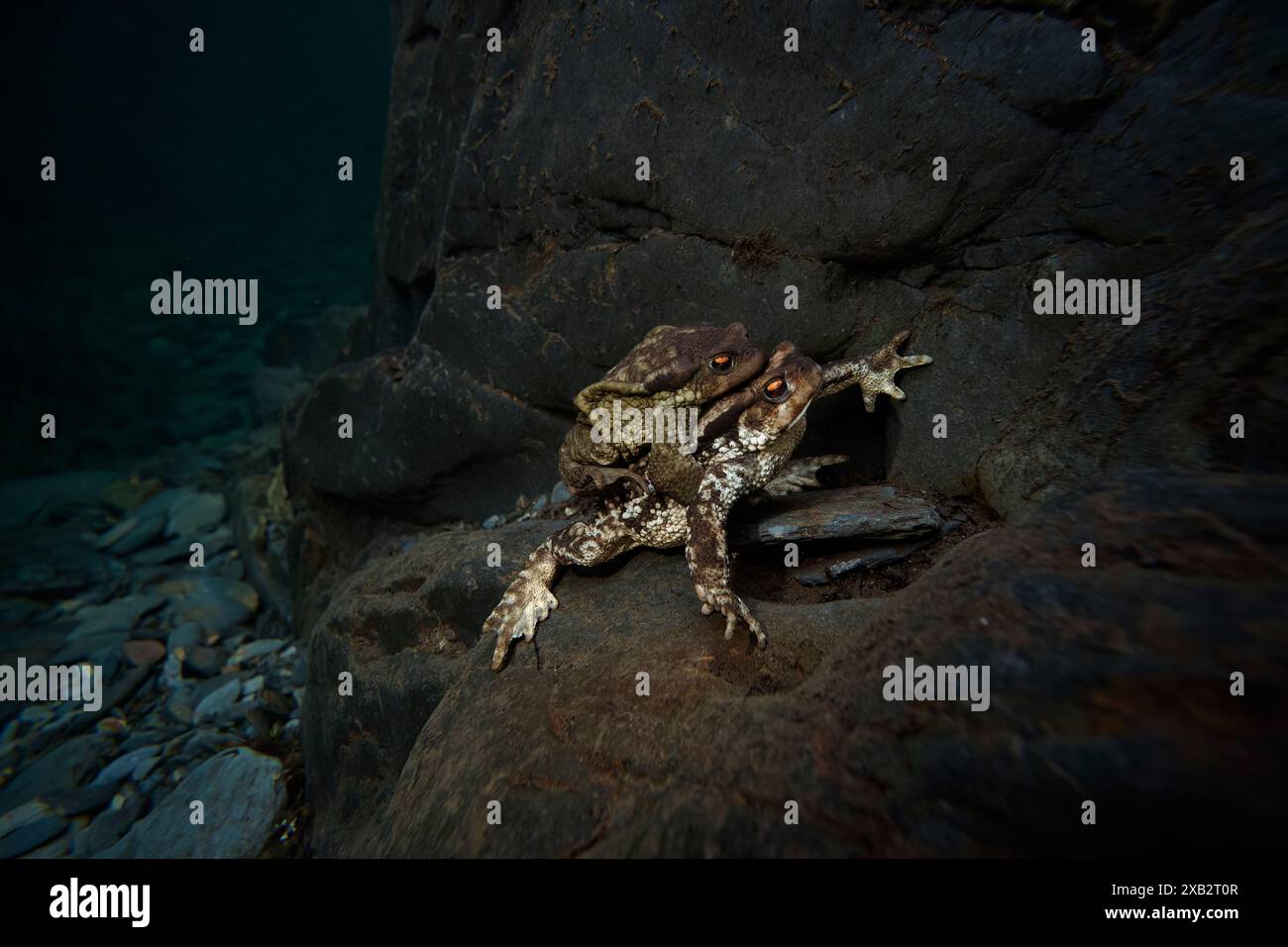 Toad life cycle hi-res stock photography and images - Alamy