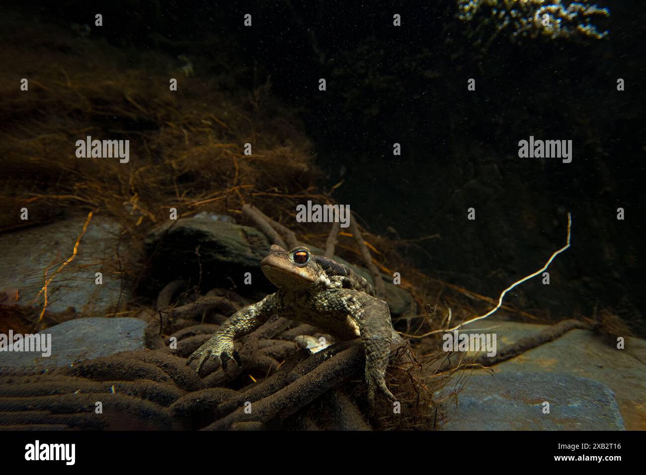 A captivating view of Bufo bufo, the common toad, during its ...