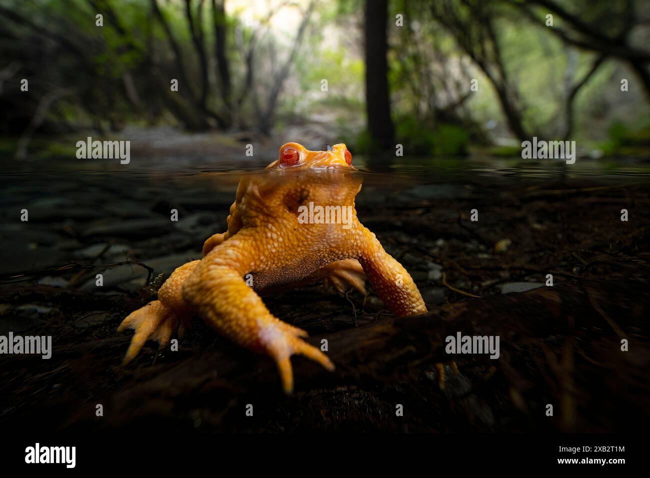 A rare albino common toad or Bufo bufo rests by the water amidst a dark forest scene, showcasing ...