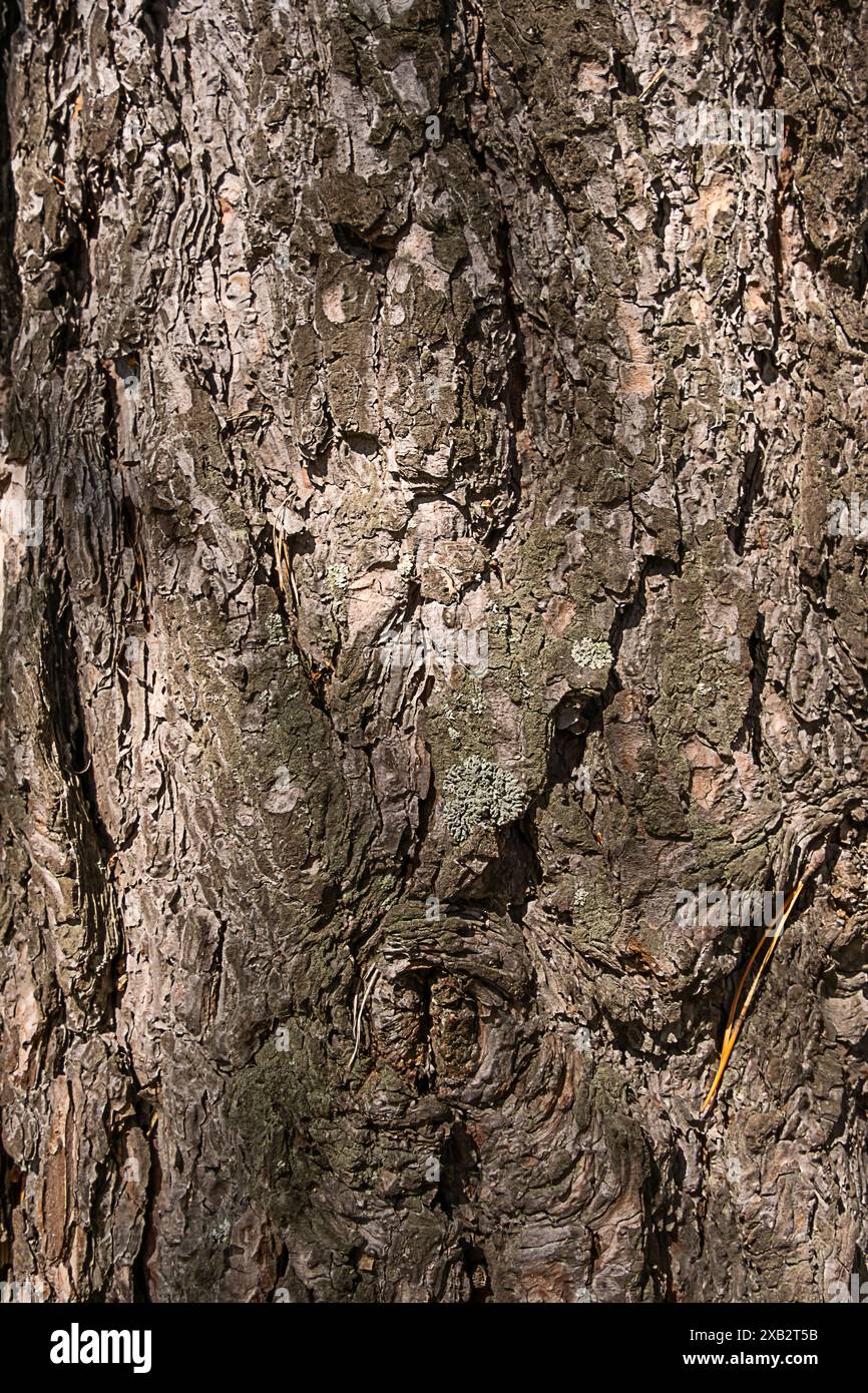 Pine tree bark detail Stock Photo - Alamy