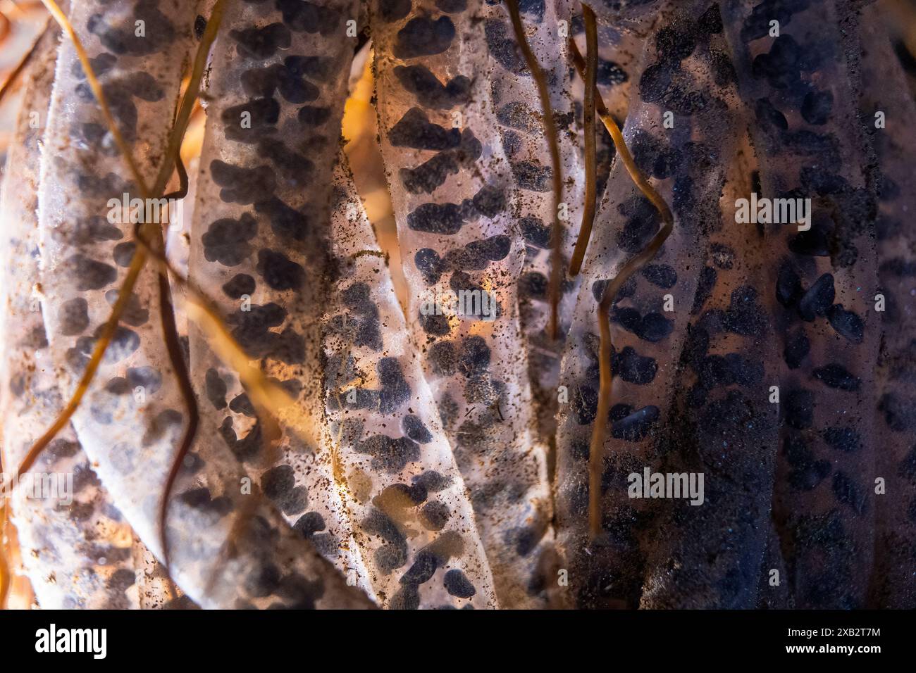 Translucent egg strings with developing common toad larvae in a natural ...