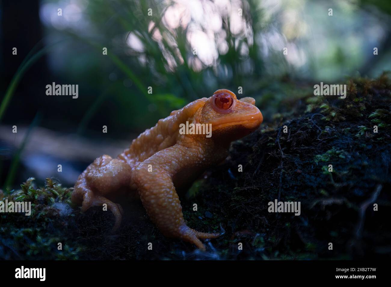 A close-up image of a rare albino Common toad or Bufo bufo, resting on ...