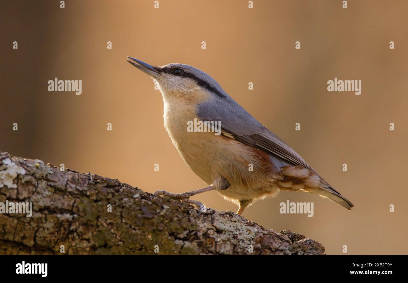 A Eurasian nuthatch, Sitta europaea, captured standing on a rough bark ...