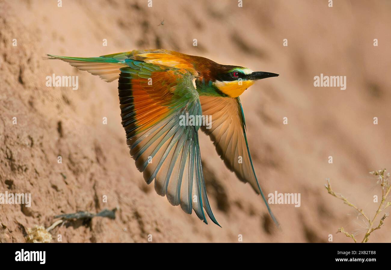 Bird showcases soft brown plumage hi-res stock photography and images ...