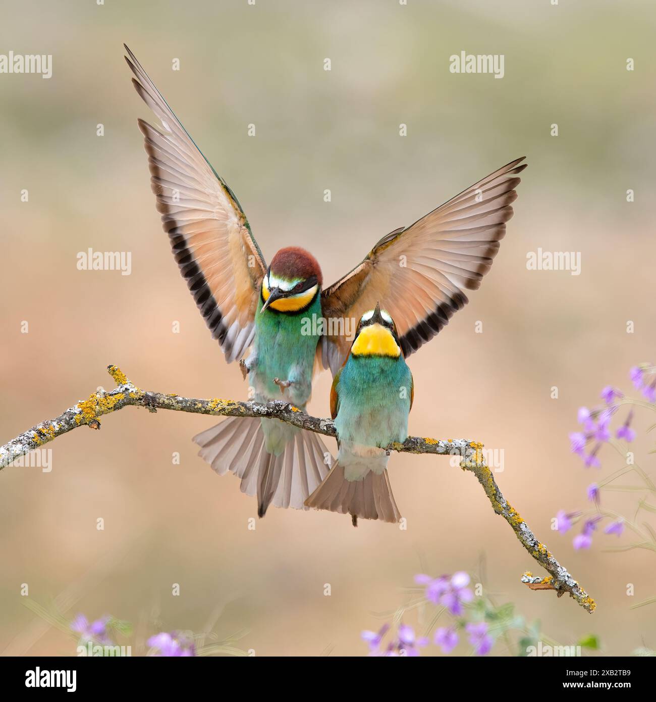 Mating pose hi-res stock photography and images - Alamy