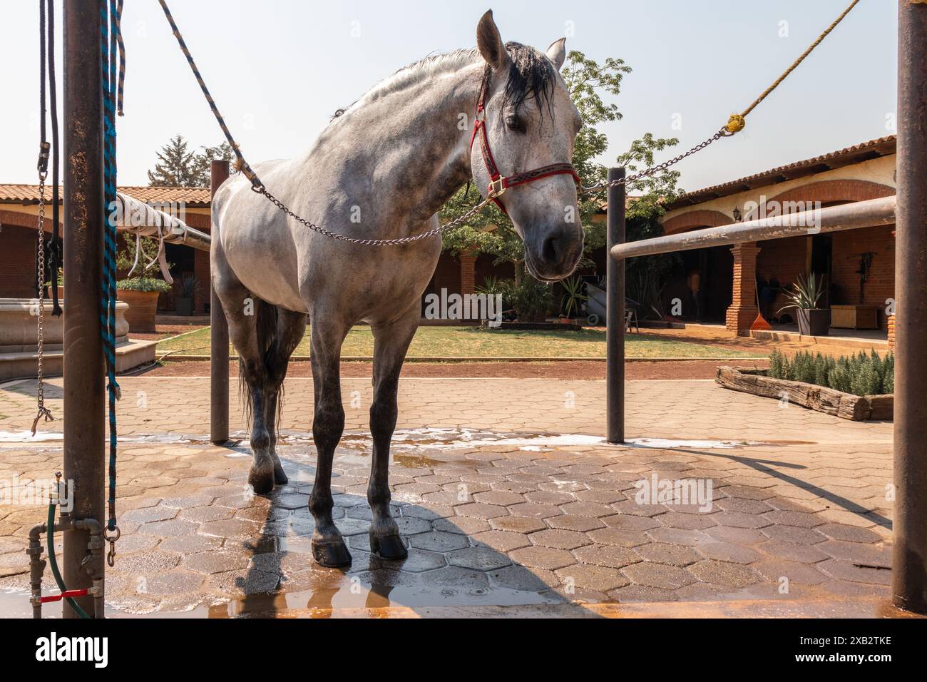 A dappled grey horse stands tied up near a water faucet, with splashes ...
