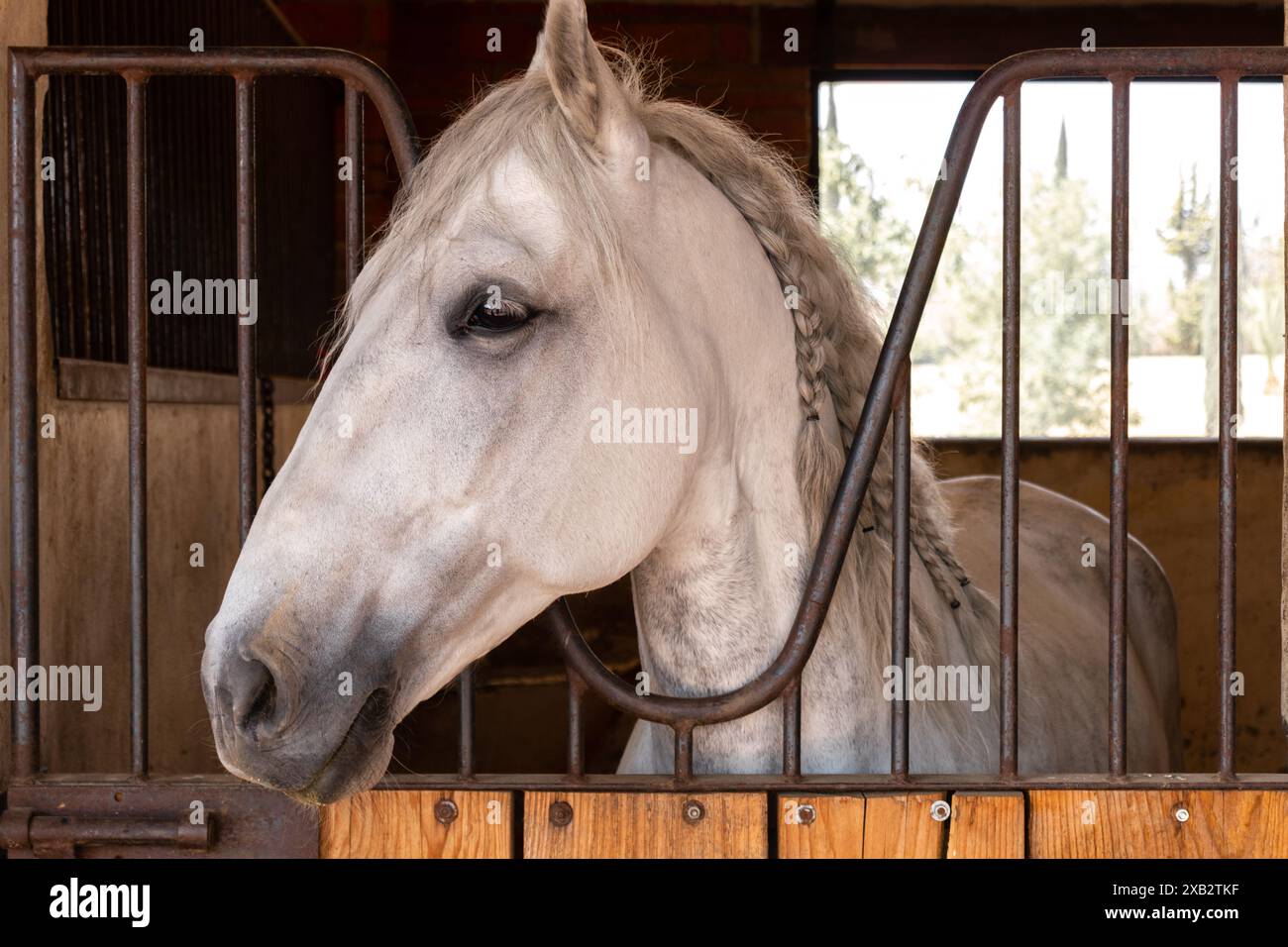 A serene white horse with a skillfully braided mane peers through a ...