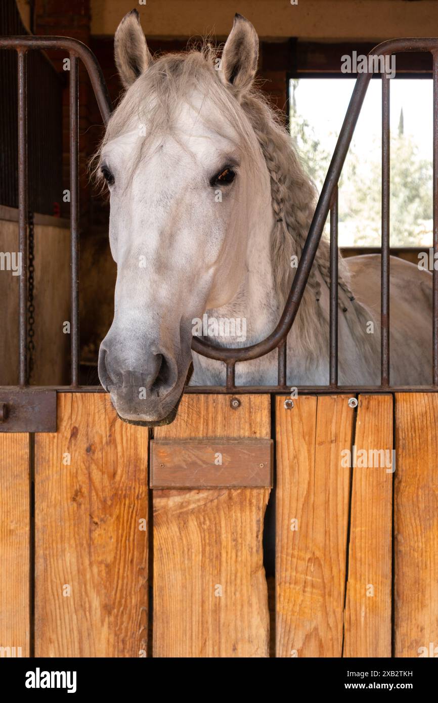 A white horse with neatly braided mane looks over the rustic wooden ...