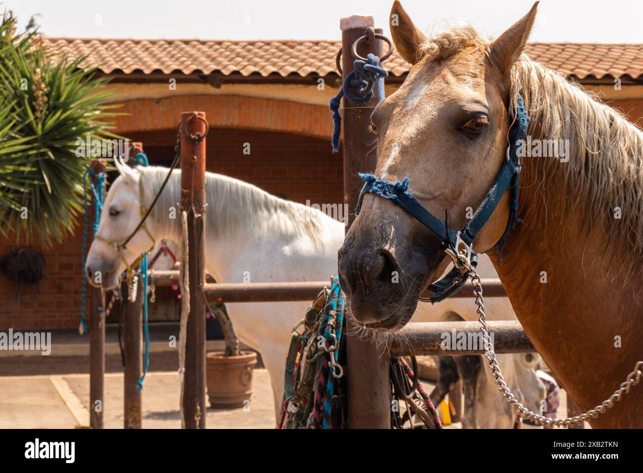 A close-up image capturing two horses restrained with bridles, standing ...
