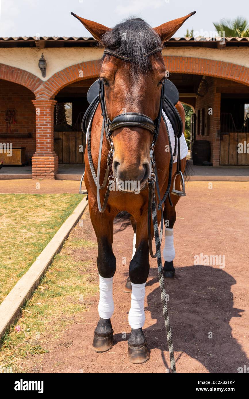 A fully saddled brown horse stands ready for a ride in a rustic stable ...