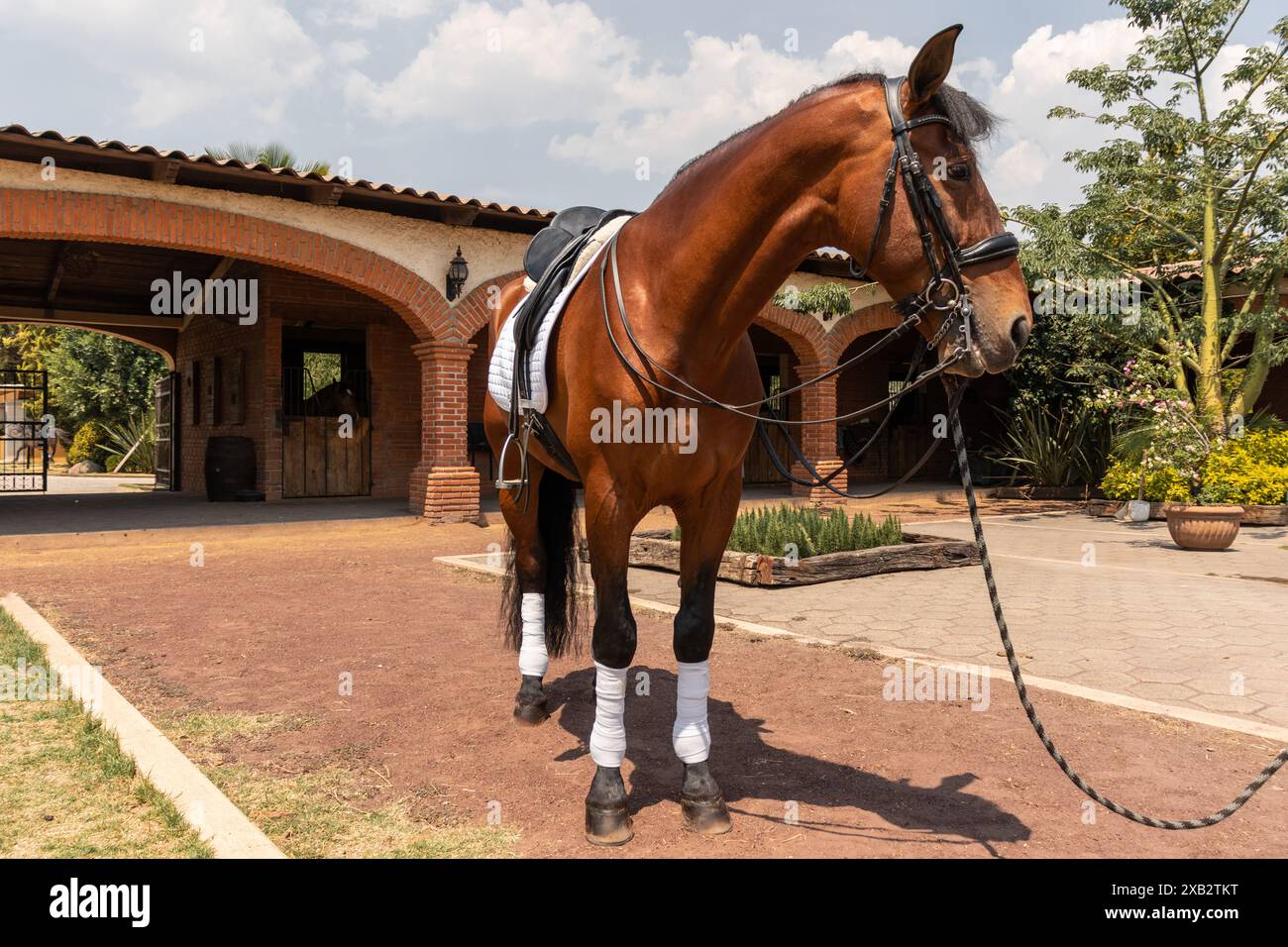 A beautifully groomed bay horse with a shiny coat and dressed in riding ...