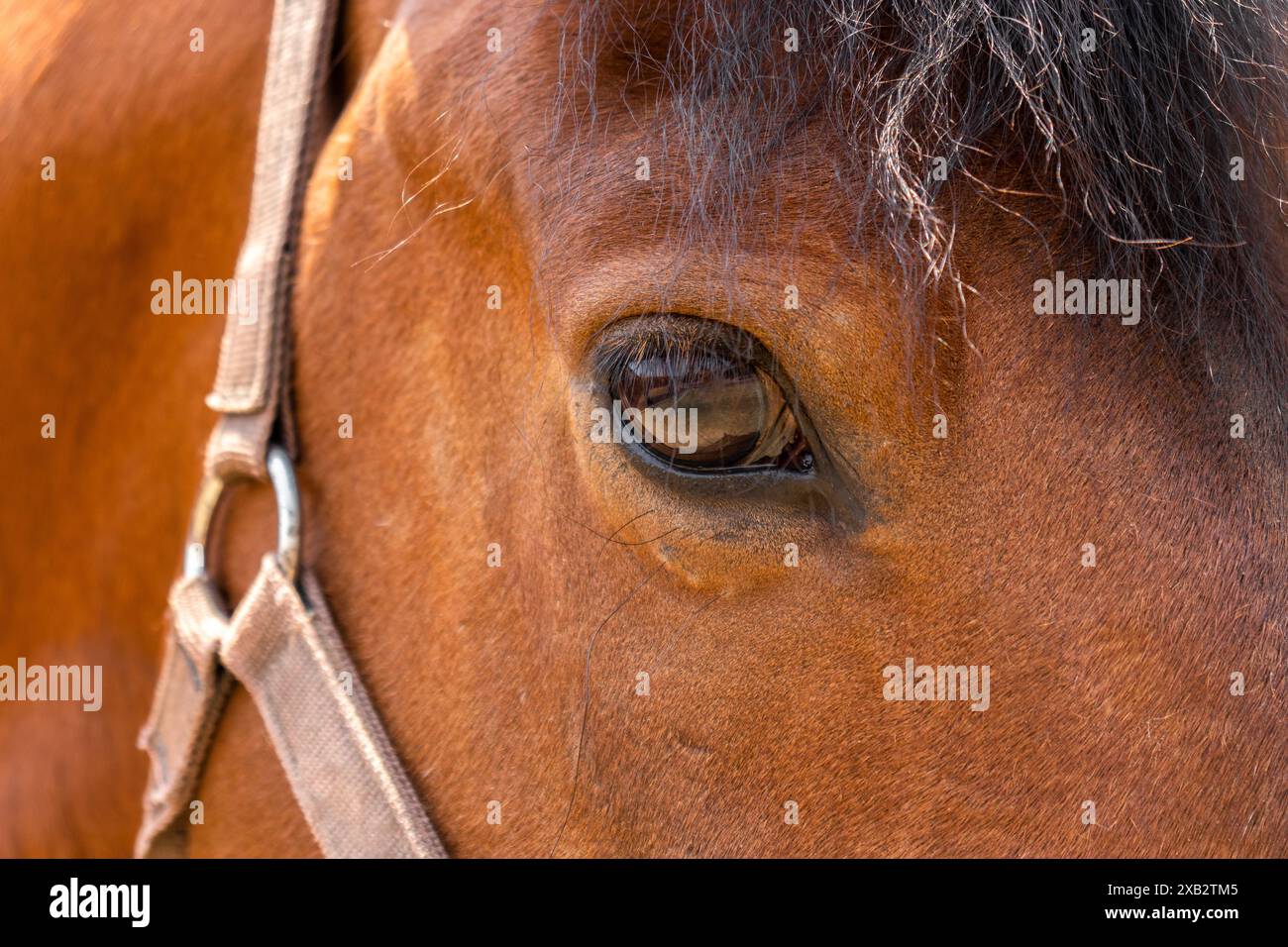 This image captures the intricate detail of a horse's eye, showcasing ...