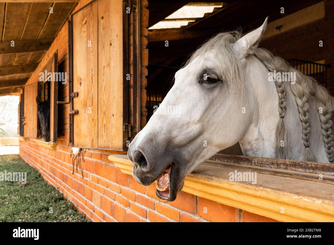 A majestic white horse with beautifully braided mane peeks out from a ...