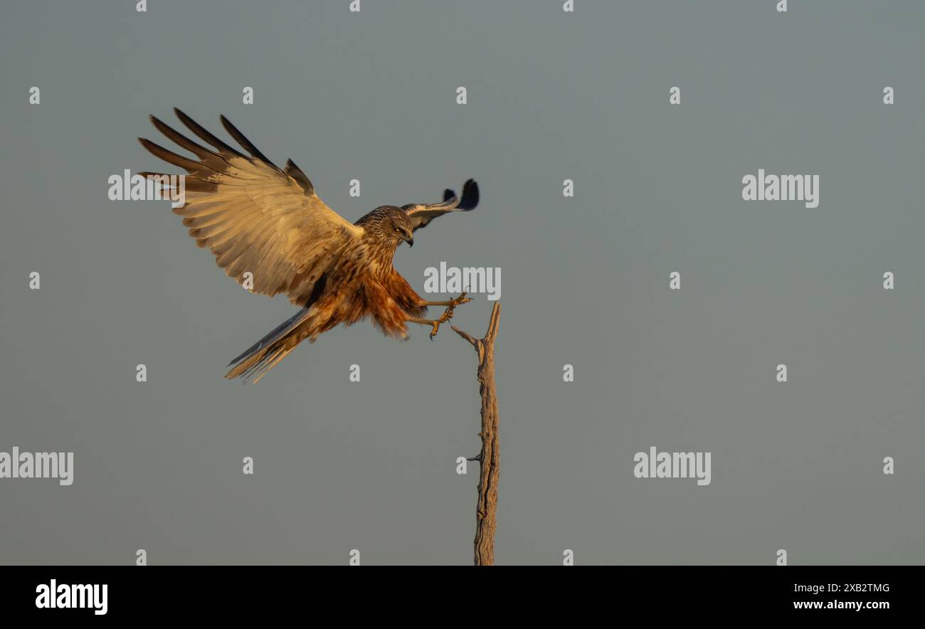 Harrier in flight silhouette hi-res stock photography and images - Alamy