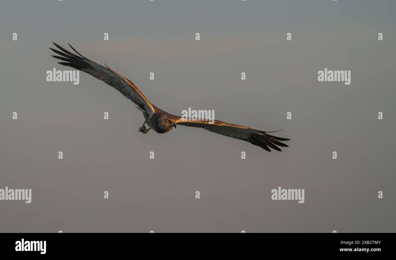 Harrier in flight silhouette hi-res stock photography and images - Alamy