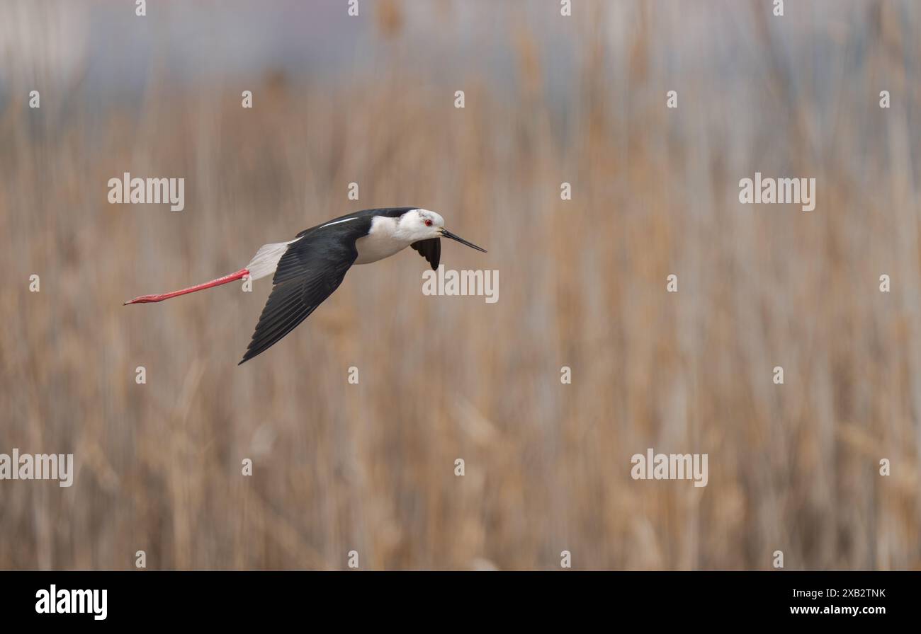 A Black-winged Stilt, identifiable by its long red legs and distinctive ...