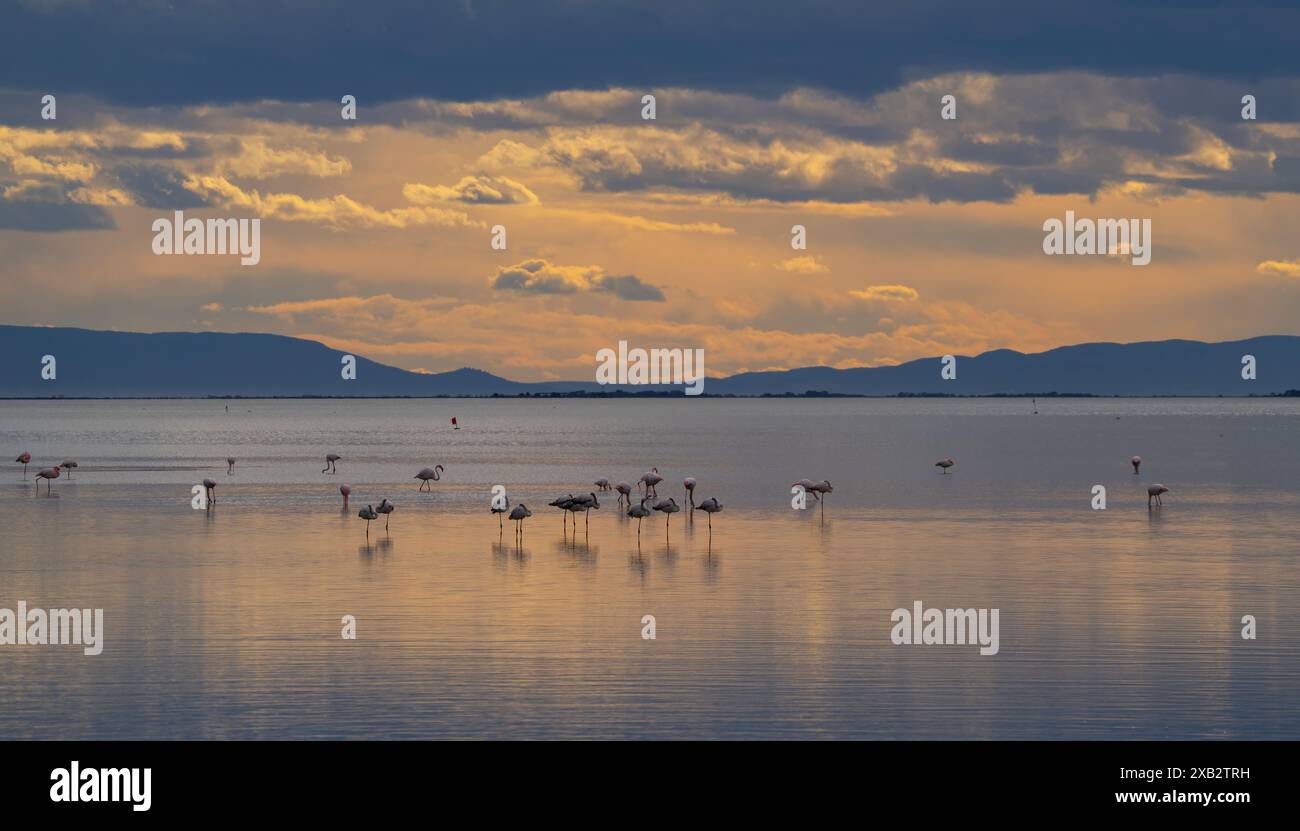 A peaceful scene featuring Flamingos wading in calm waters under a ...