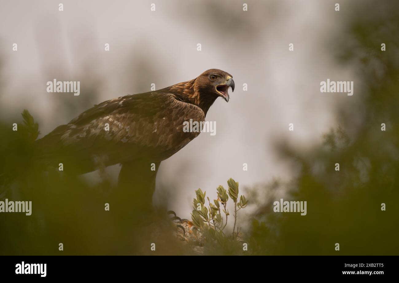 Captured mid cry hi-res stock photography and images - Alamy