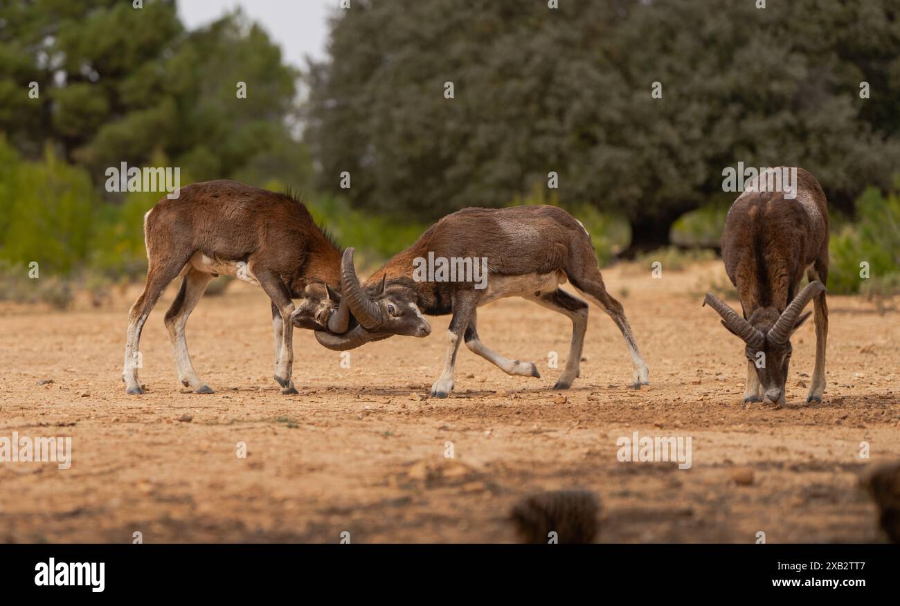 Two European Mouflons lock horns in a display of dominance in their ...