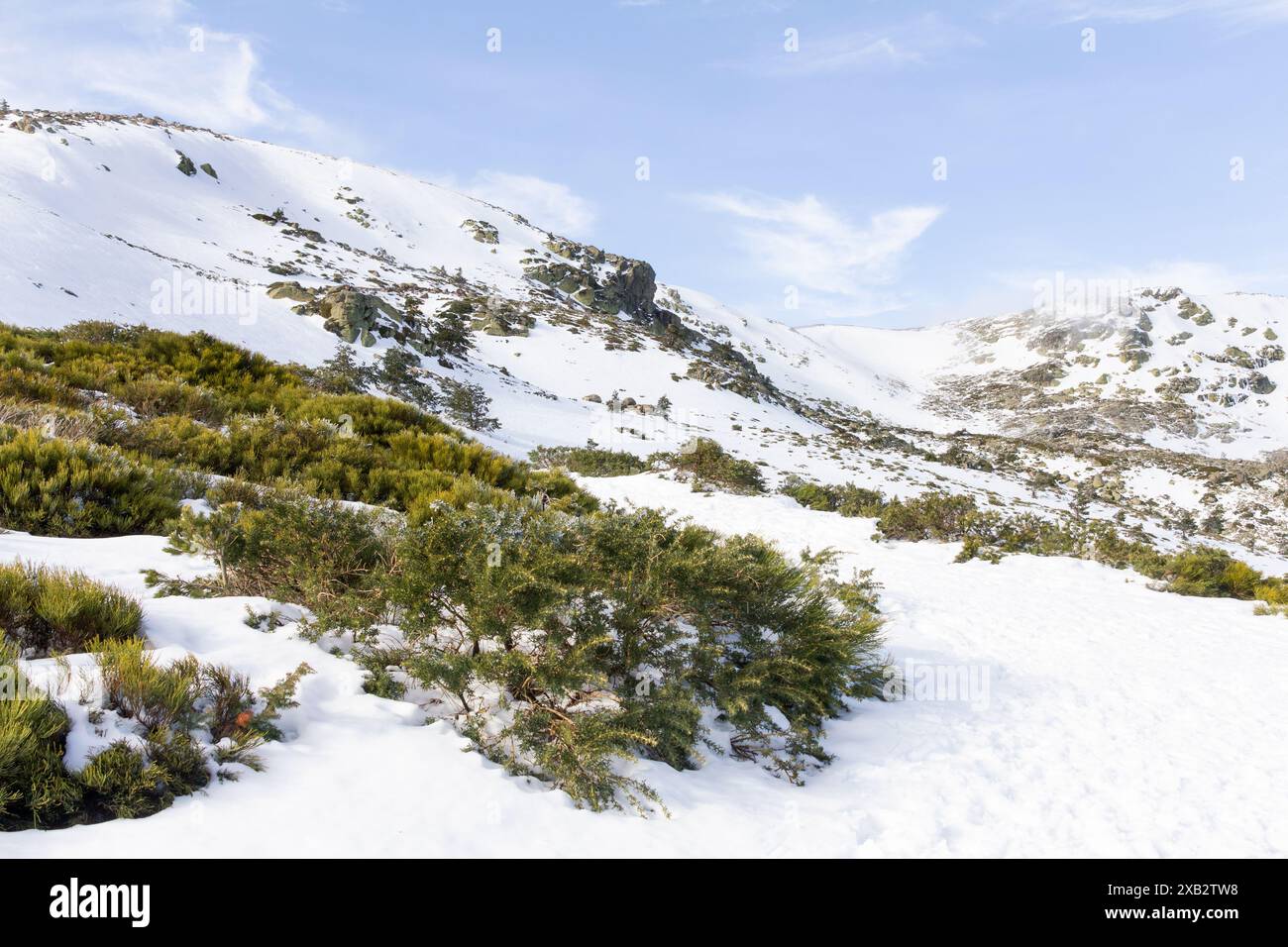 Snow covered slope shrubbery hi-res stock photography and images - Alamy