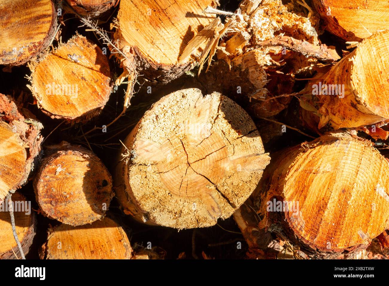 Close-up view of freshly cut and stacked timber basking under the ...