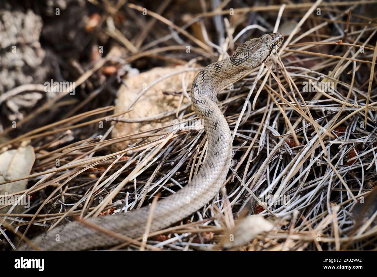 Tangle of dry grass hi-res stock photography and images - Alamy