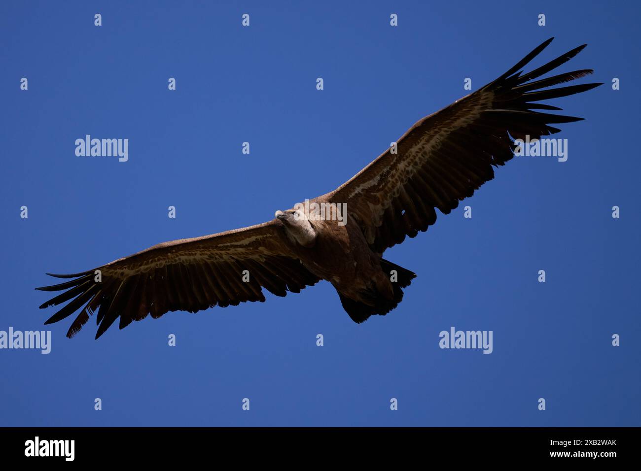 A stunning Griffon Vulture captured in mid-flight with its wings fully ...