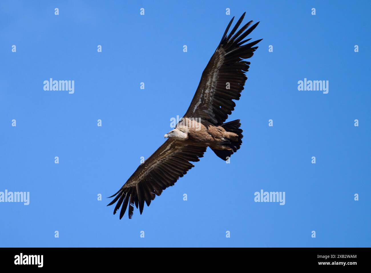A Griffon vulture captured mid-flight, showcasing its impressive ...