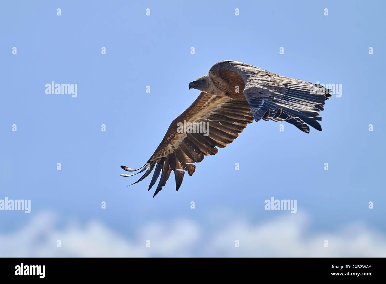 Majestic griffon vulture soaring against a clear blue sky with fully ...