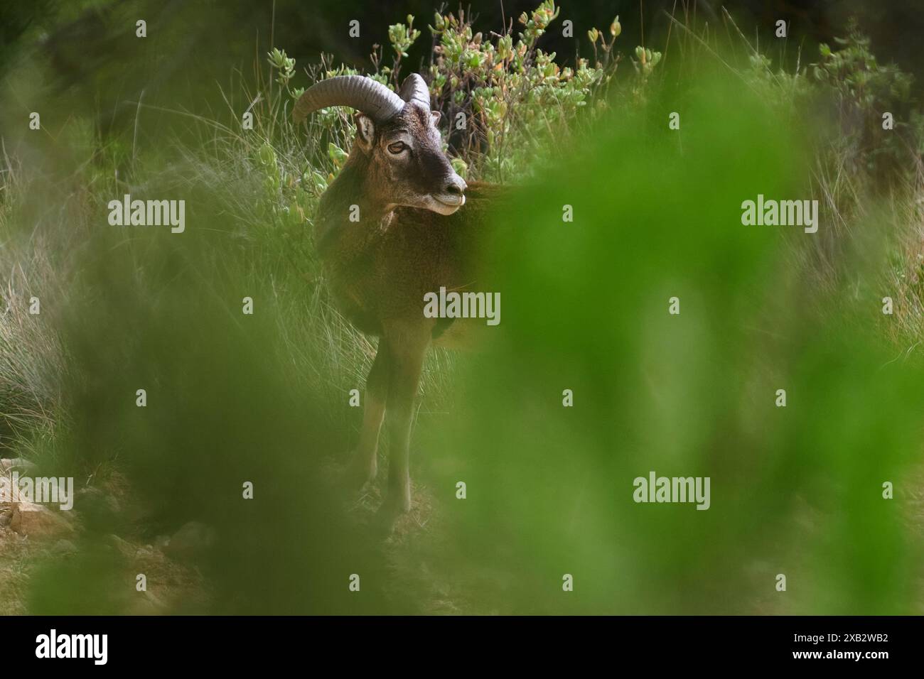 A Ovis orientalis musimon, characterized by its prominent curved horns ...