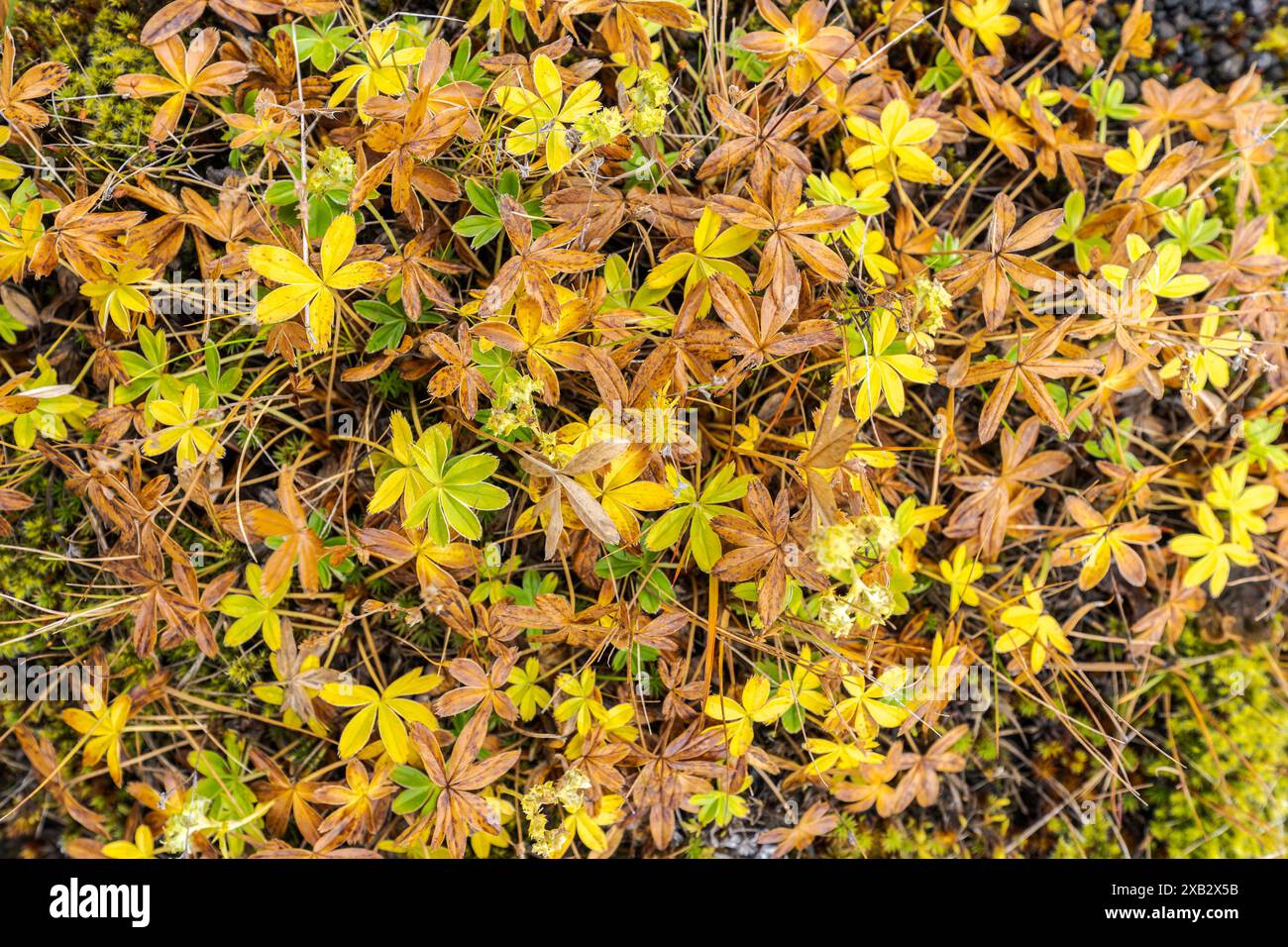 This image captures the rich hues of highlands vegetation transitioning ...