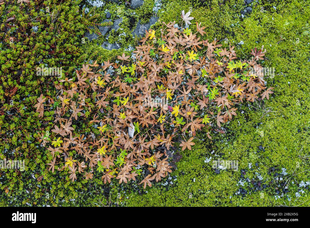 Aerial view of lush, vibrant highland vegetation showcasing a variety ...