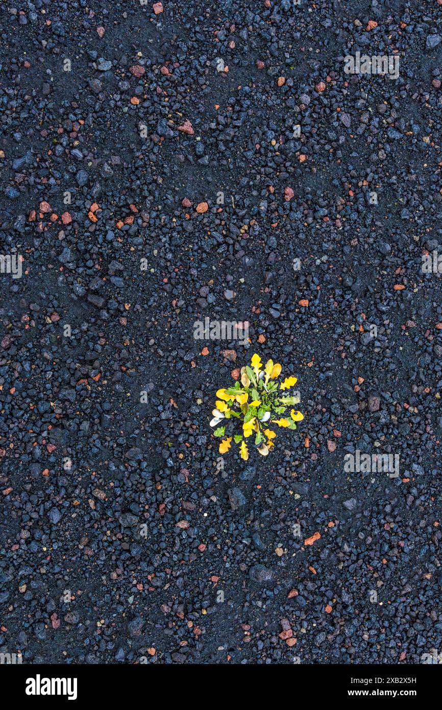 A vivid yellow flower emerges triumphantly from a bed of dark, rugged ...