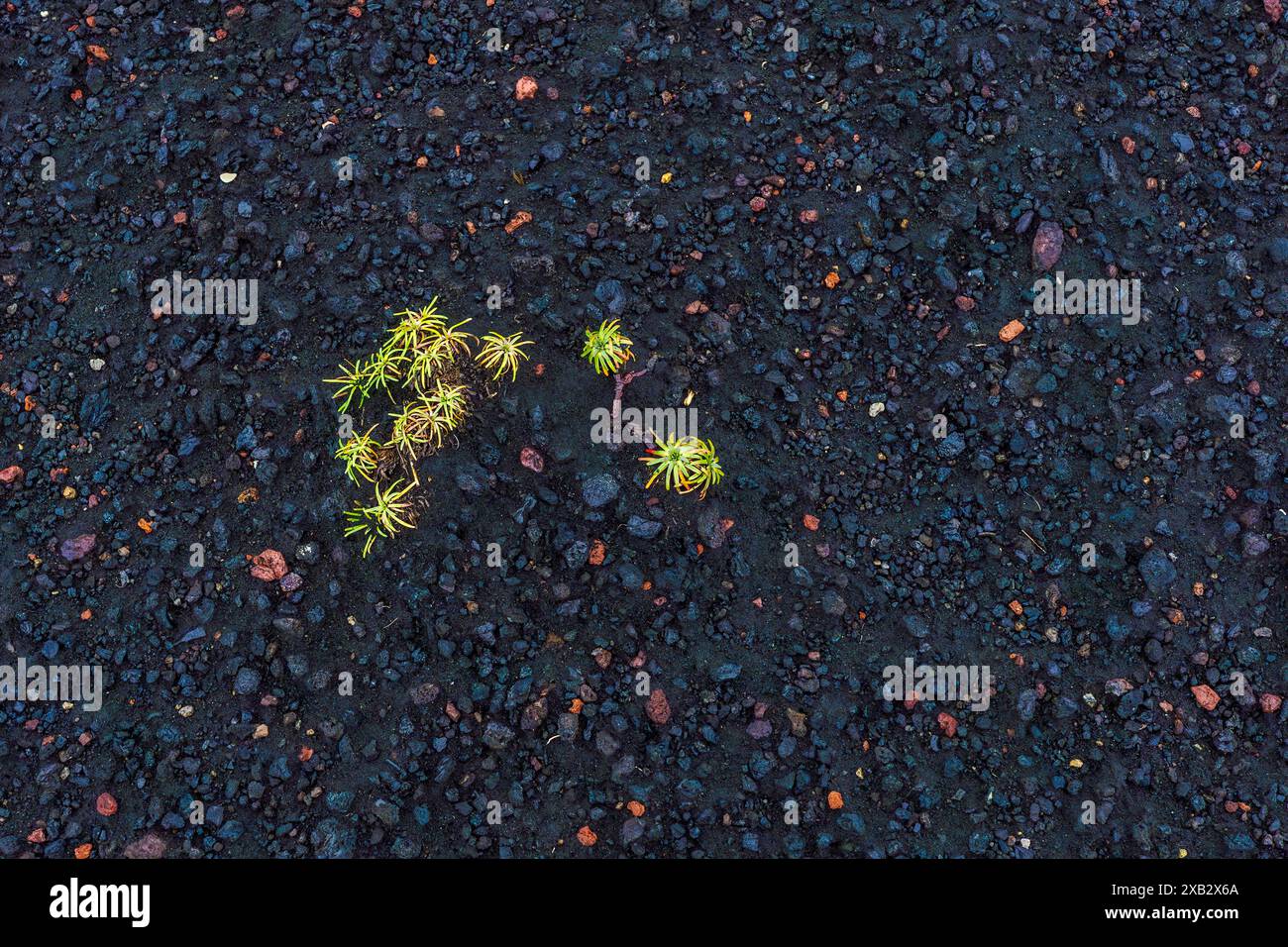 Sparse green plants sprout strikingly against a backdrop of dark ...