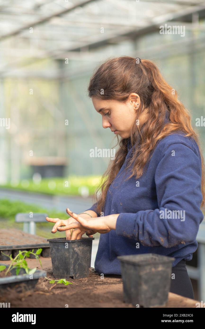 Side view of focused young female gardener is potting young plants in ...