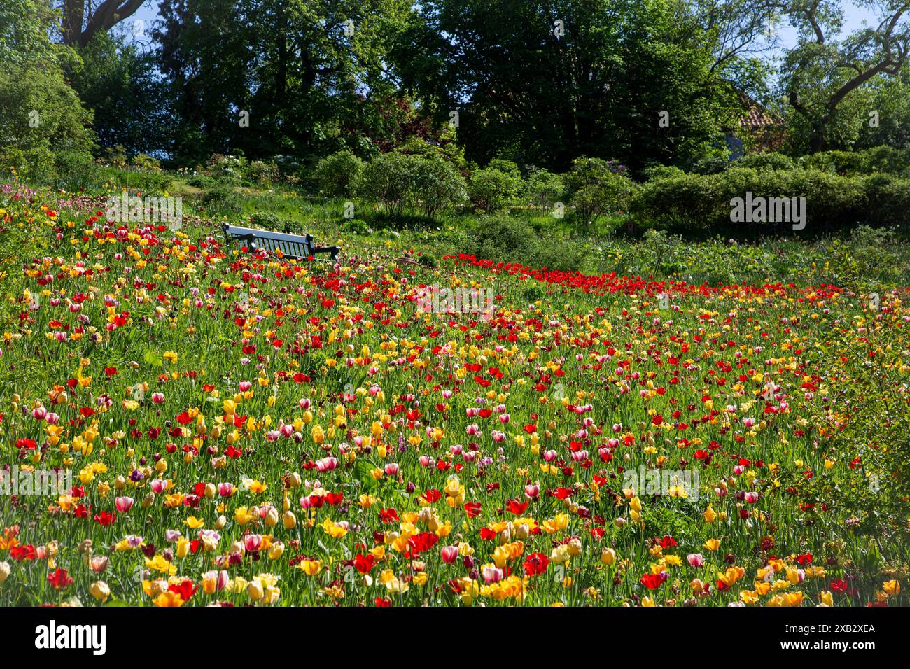 A lush landscape showcasing a variety of colorful wild tulip flowers in ...