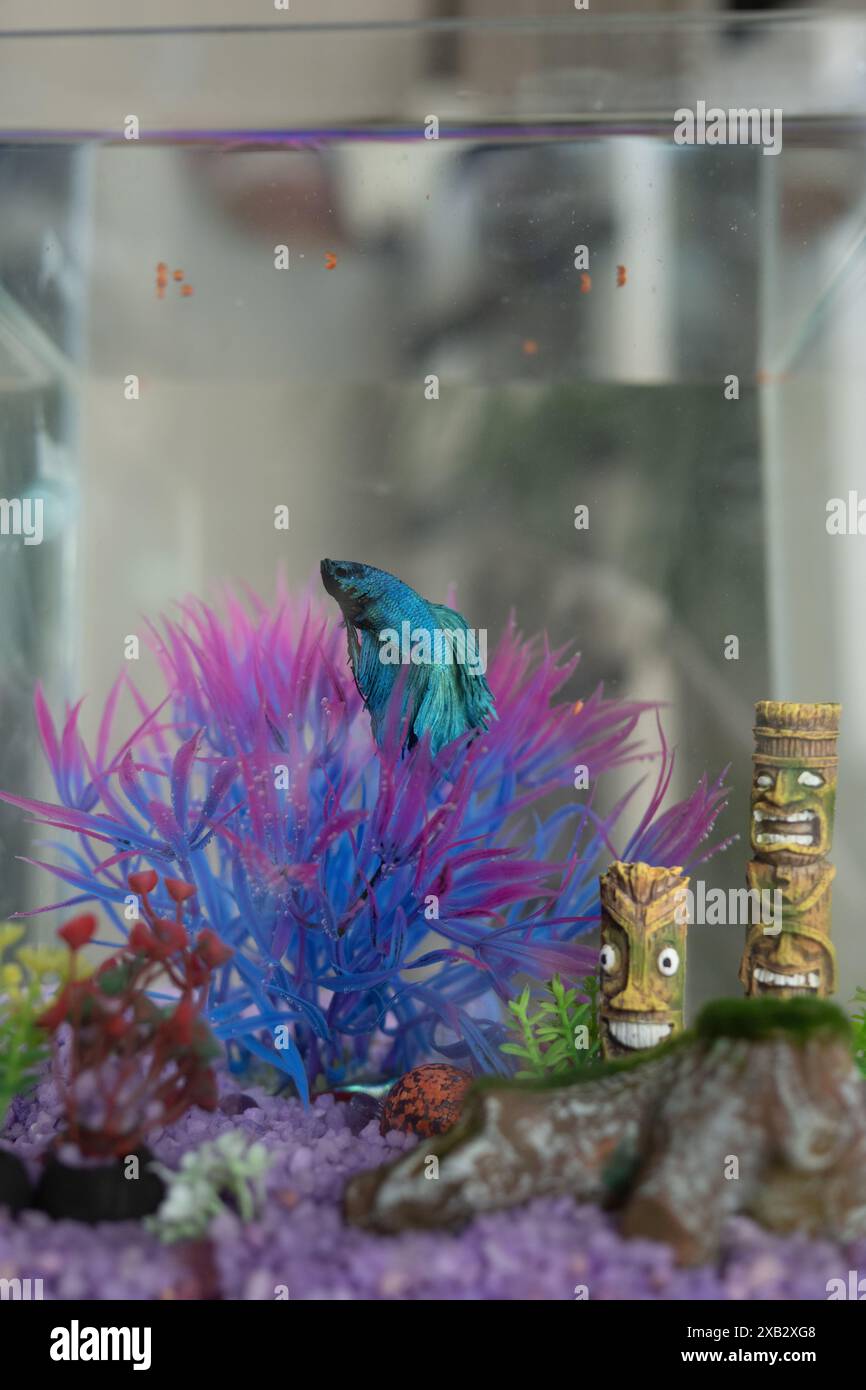 A colorful betta fish swims in a decorated aquarium with purple gravel ...