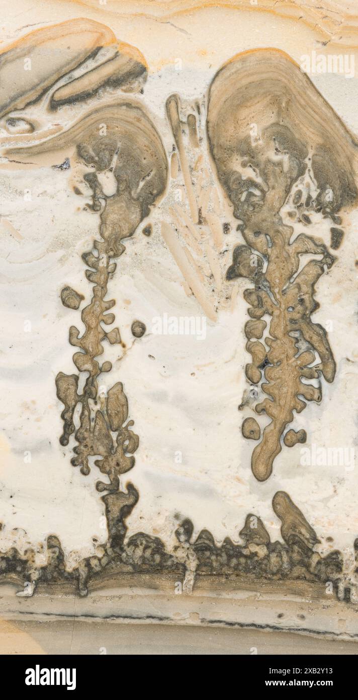 Cyanobacteria fossil hi-res stock photography and images - Alamy