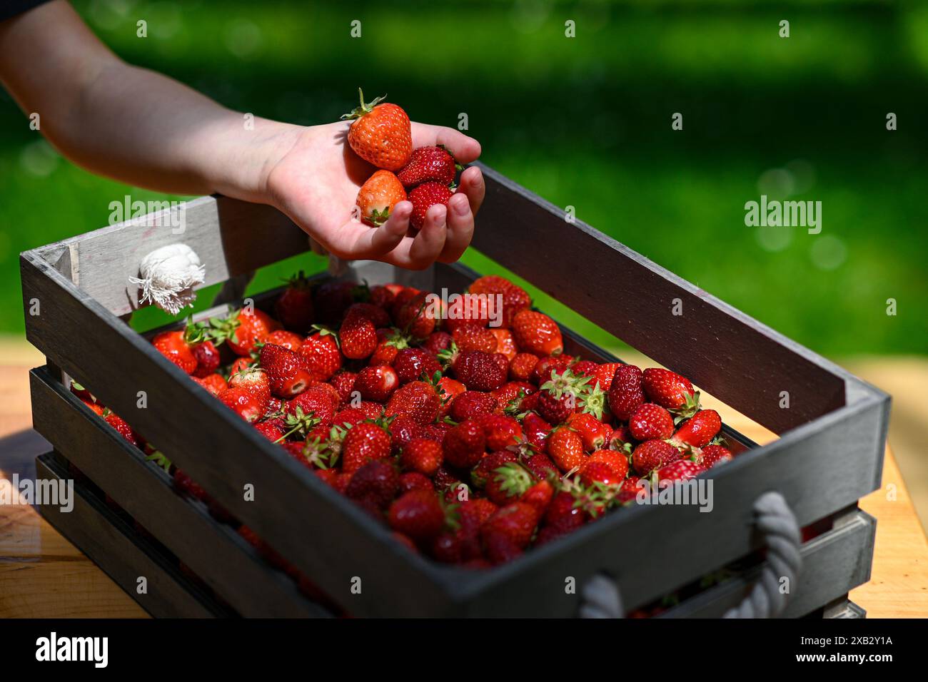 Farmer giving a freshly picked strawberry to a child from a crate full ...