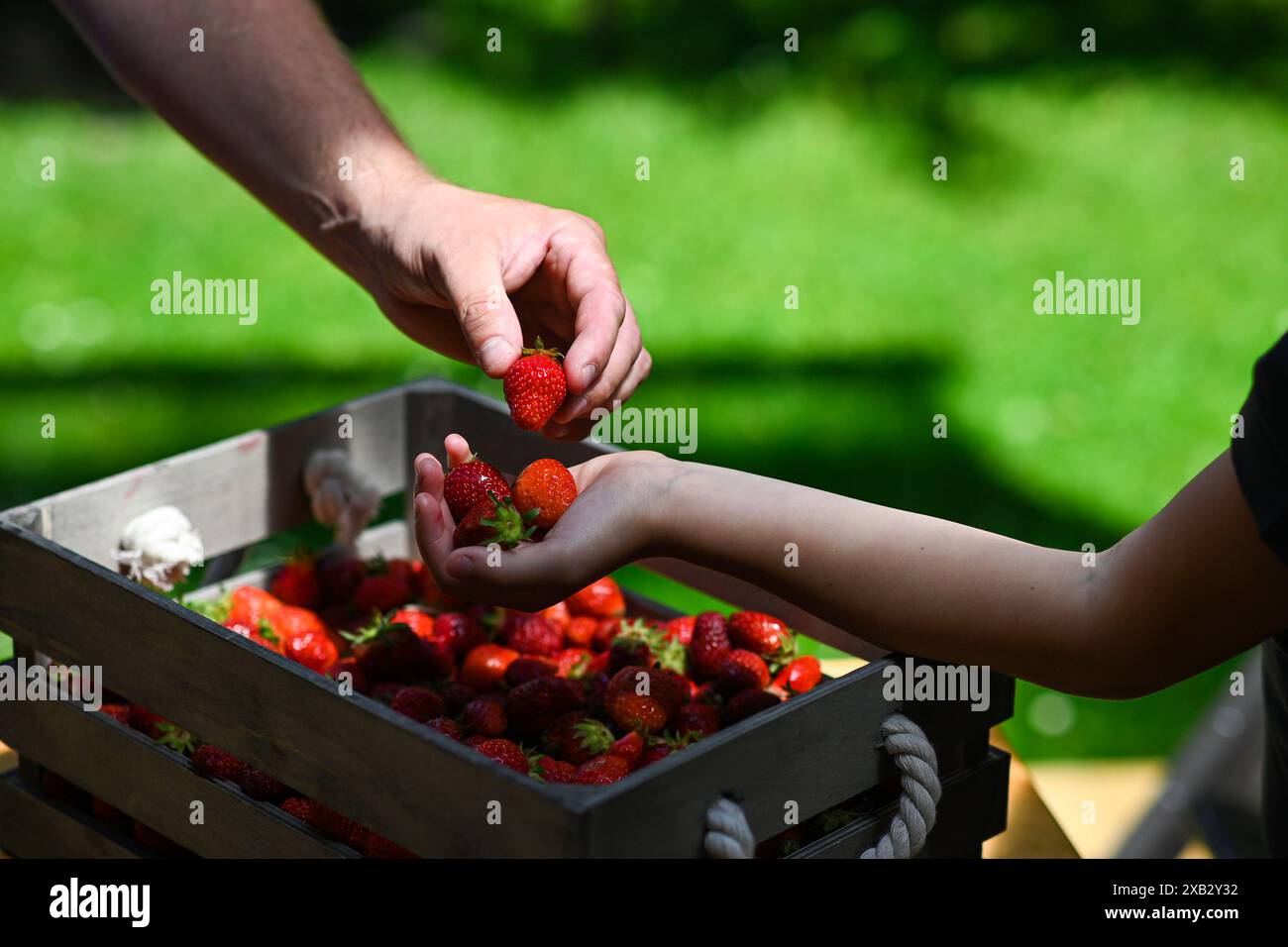Farmer giving a freshly picked strawberry to a child from a crate full ...