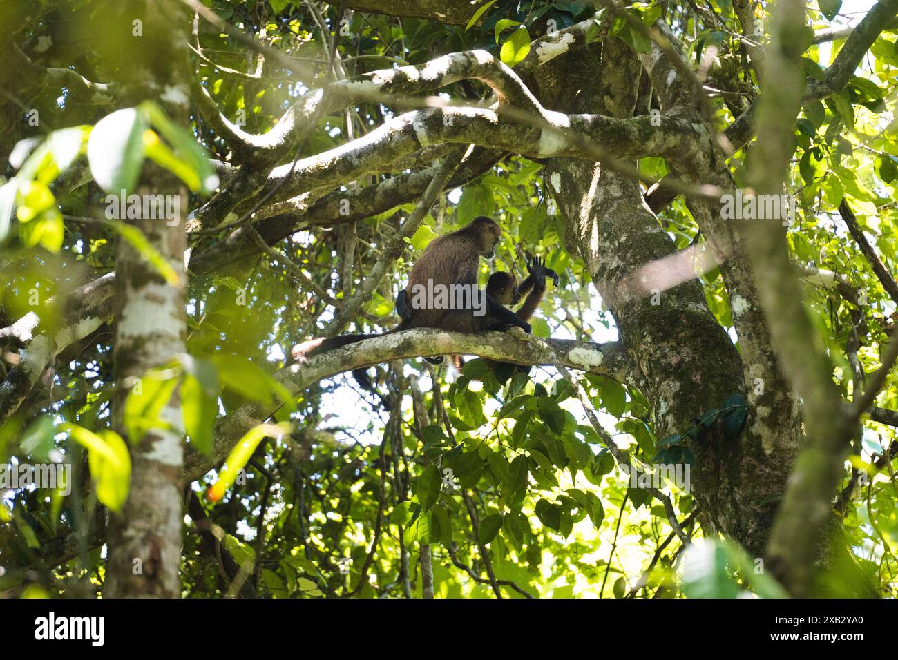A capuchin monkey lounges on a tree branch amid the lush foliage of ...