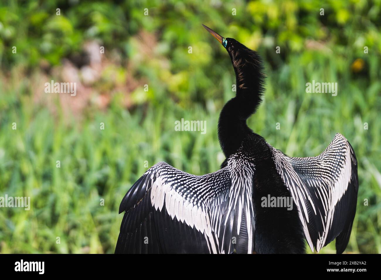 An anhinga bird, also known as a snakebird, is captured displaying its ...