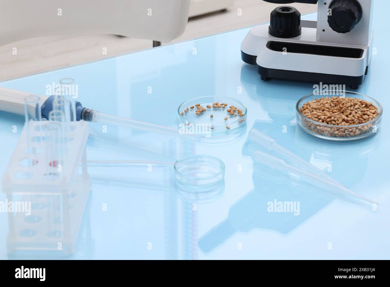 Food quality control. Microscope, petri dishes with wheat grains and ...