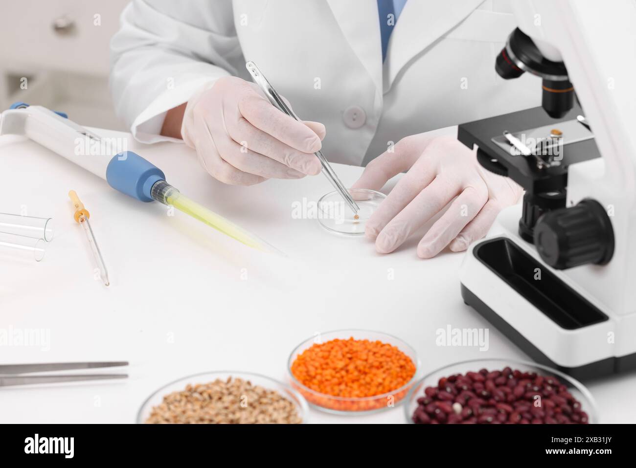 Quality control. Food inspector examining wheat grain under microscope ...