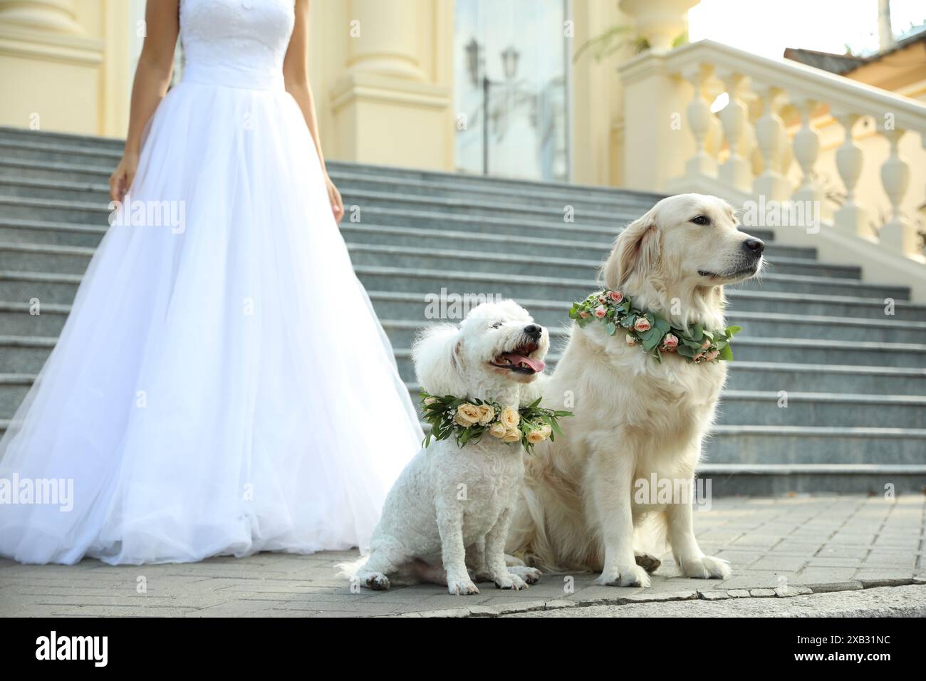 Bride and adorable dogs wearing wreathes made of beautiful flowers ...